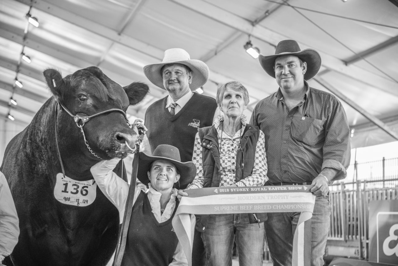 Pine Creek Angus - Homepage - Pine Creek Angus Stud