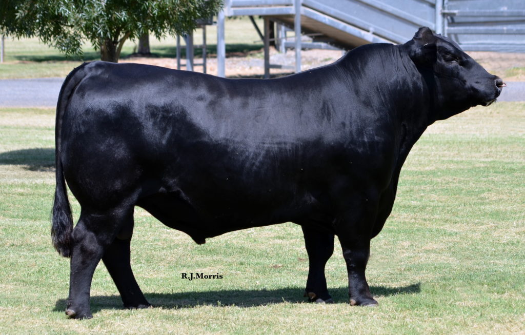 Pine Creek Angus - Homepage - Pine Creek Angus Stud