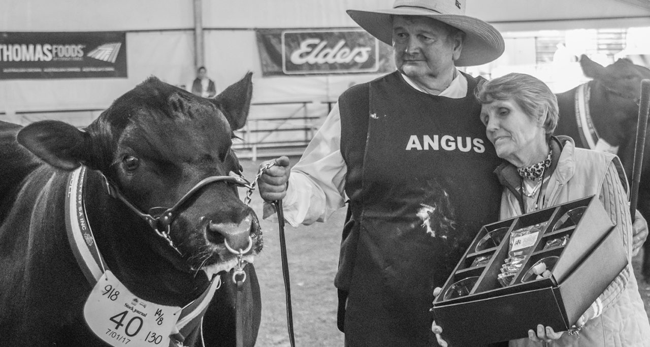 Pine Creek Angus - Homepage - Pine Creek Angus Stud