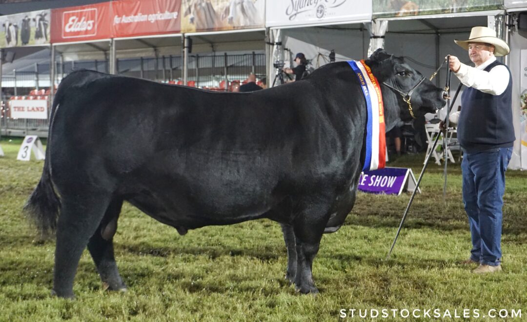 Sydney Royal 2022 - Pine Creek Angus Stud