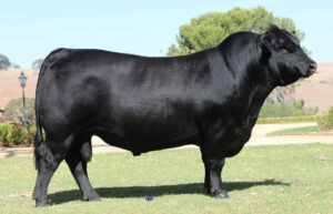 Pine Creek Angus - Homepage - Pine Creek Angus Stud