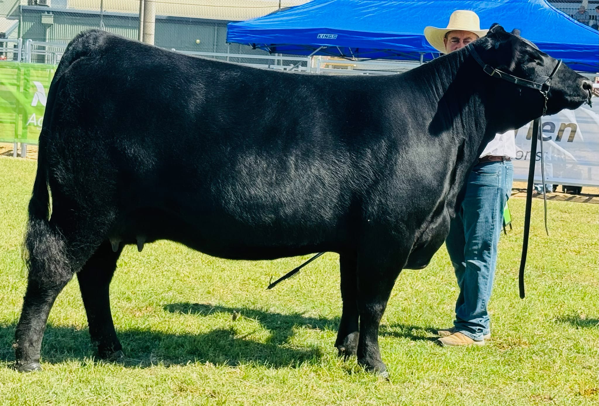 BEEF 2024 - Pine Creek Angus Stud