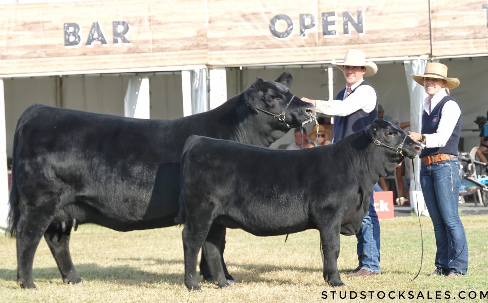 Pine Creek Angus - Homepage - Pine Creek Angus Stud